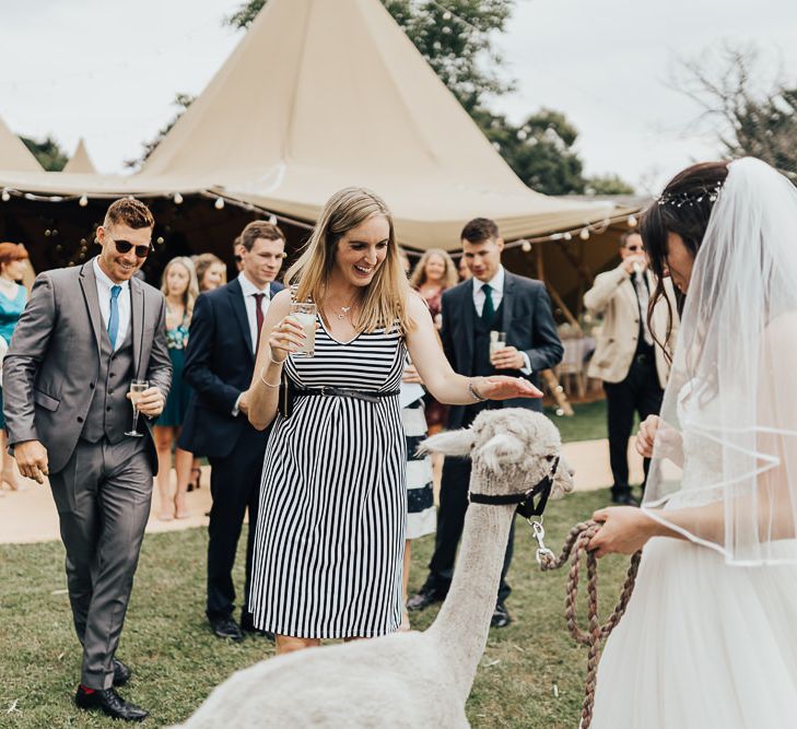 Alpaca Wedding Guests & Watters Bride Dress at Rustic Farm Wedding